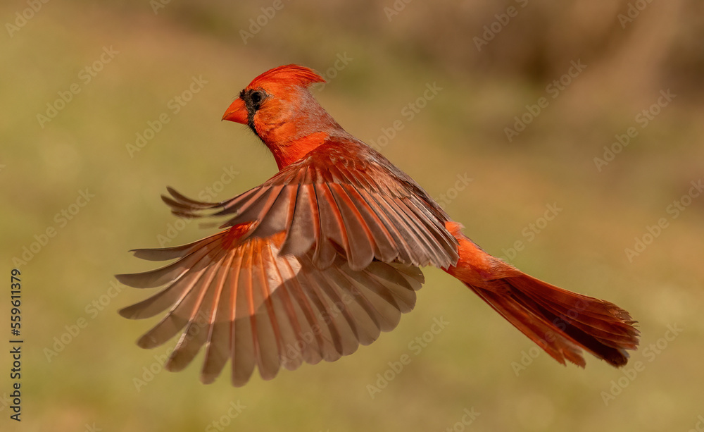Northern Cardinal in flight Stock Photo | Adobe Stock