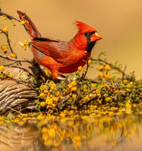 Northern Cardinal On Ground Free Stock Photo - Public Domain Pictures