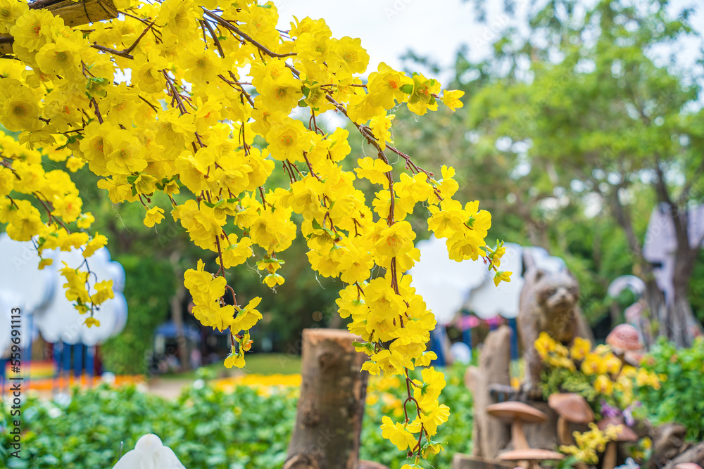 Ochna integerrima, Hoa Mai tree with lucky money. Traditional culture ...