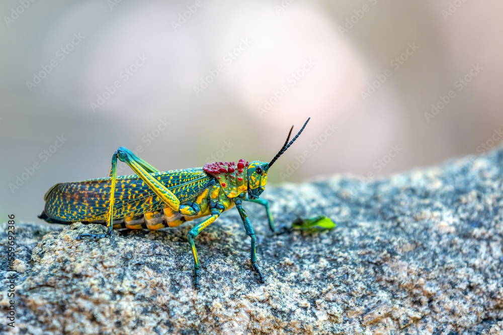 Foto de Stock Grasshopper Rainbow Milkweed Locust or Rainbow Bush ...