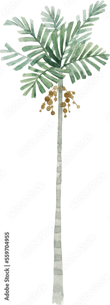 Beautiful PNG stock clip art illustration with watercolor hand drawn ...
