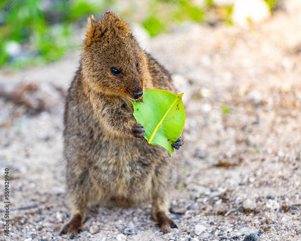 portrait of cute wild quokka eating a leaf on rottnest island in ...