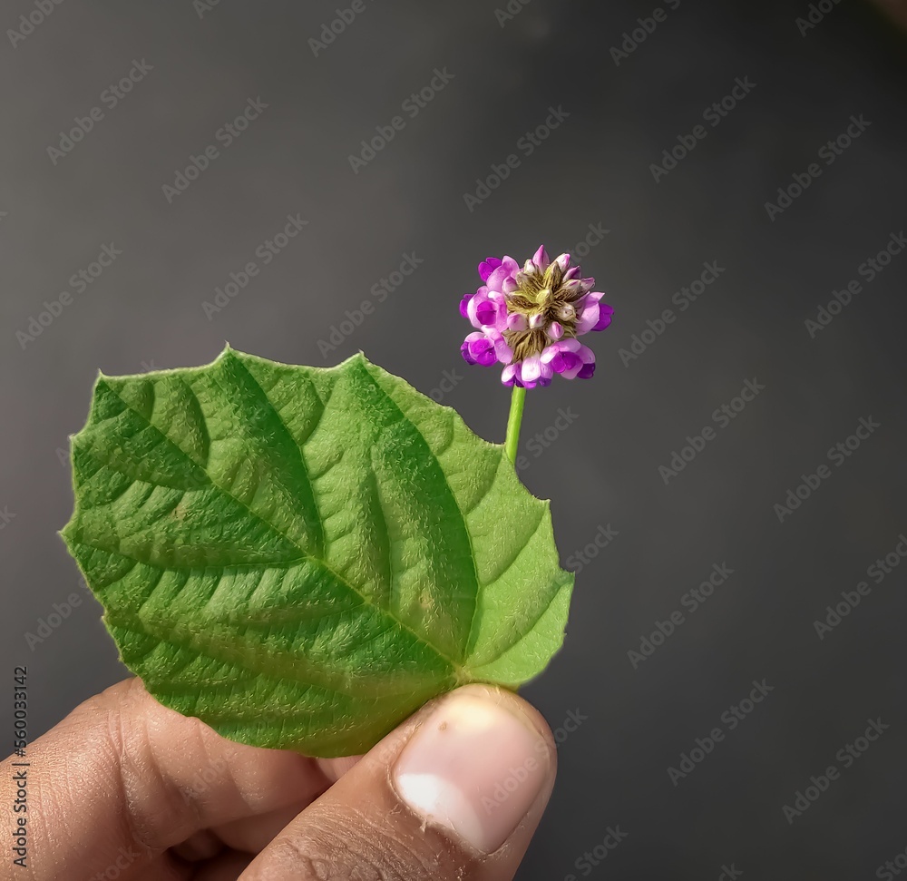 Beautiful psoralea corylifolia, babchi flower in black background ...