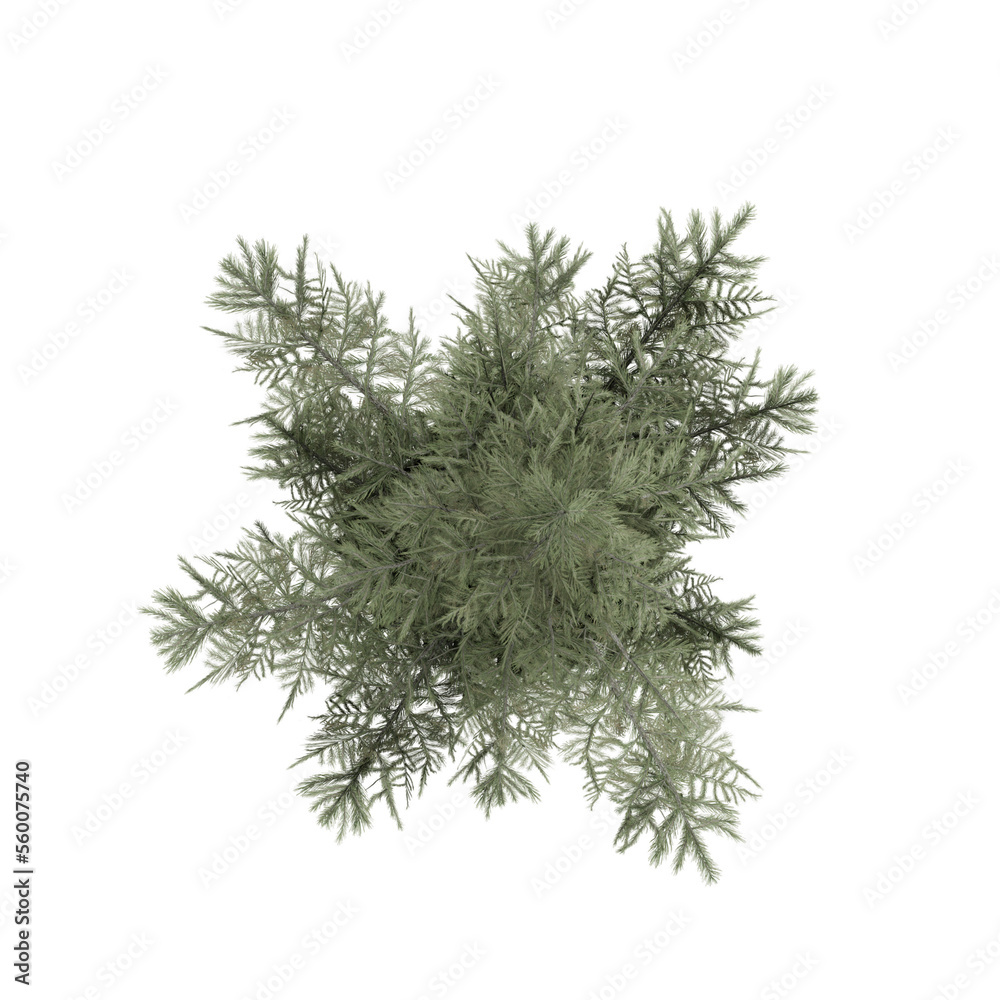 top down view Spruce Siberian isolated on white, 3d rendering of Spruce ...