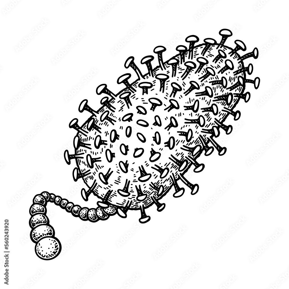 Hand drawn rabies virus isolated on white background. Realistic ...