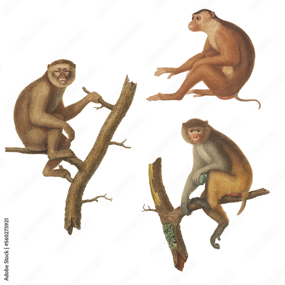 Realistic botanical illustration of different types of primates ...