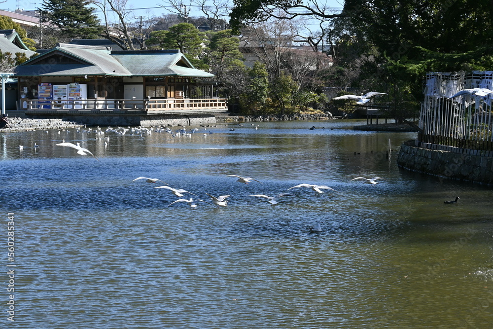 Tourist attractions in Japan Kamakura ’Tsurugaoka Hachimangu shrine ...
