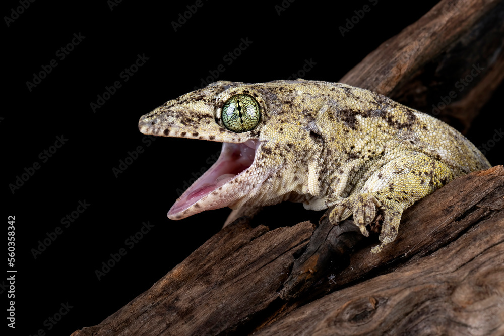 Side view of the head of Vorax gecko or Halmahera giant gecko. Stock ...
