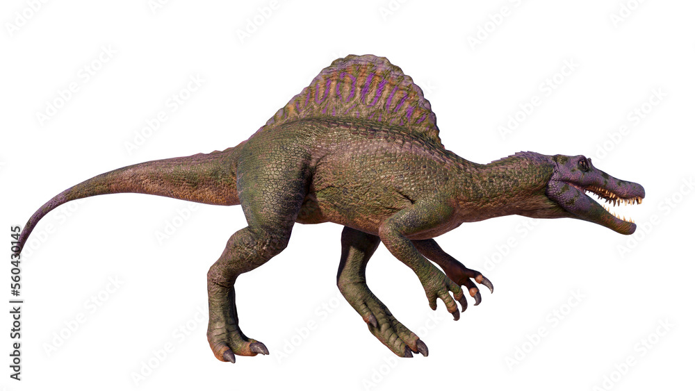 Spinosaurus roaring dinosaur isolated on blank background PNG Stock ...