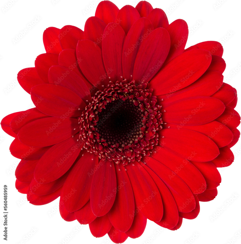 red gerbera flower head isolated on white background closeup. Gerbera ...