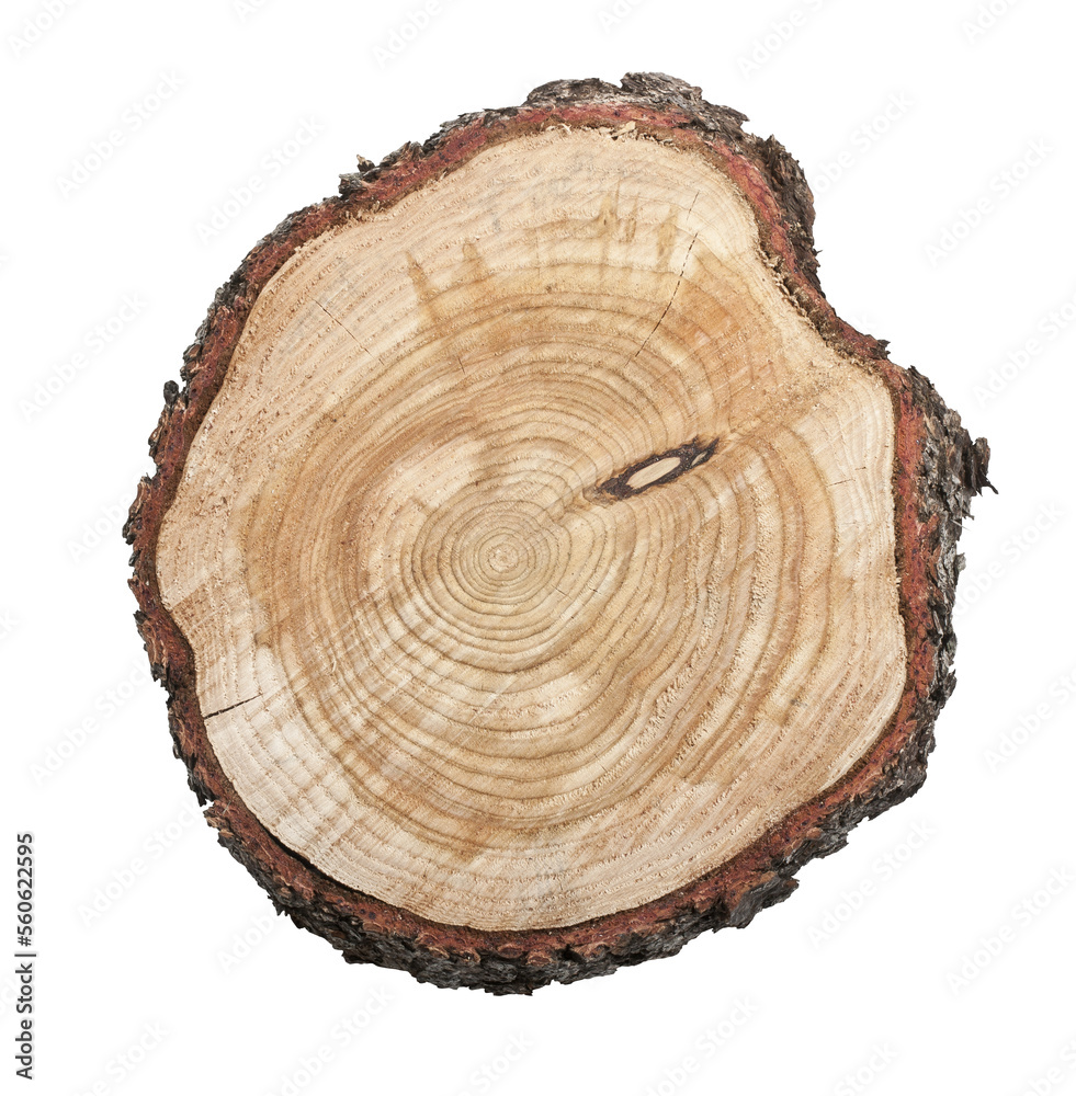 Tree trunk rings cut isolated close up cartoon illustration set, black ...