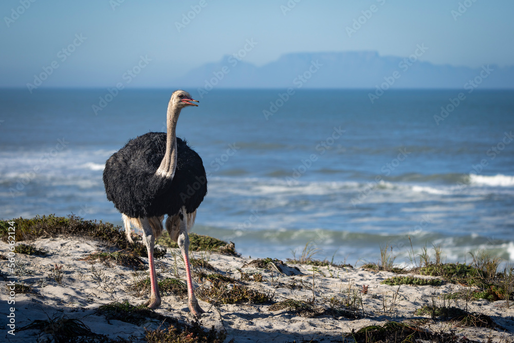 South African ostrich, black-necked ostrich, Cape ostrich or southern ...