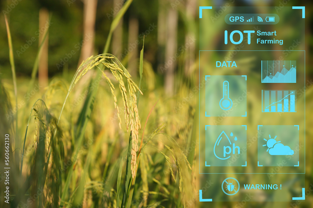 Rice field blur background with Smart agriculture farming AOT Increase ...