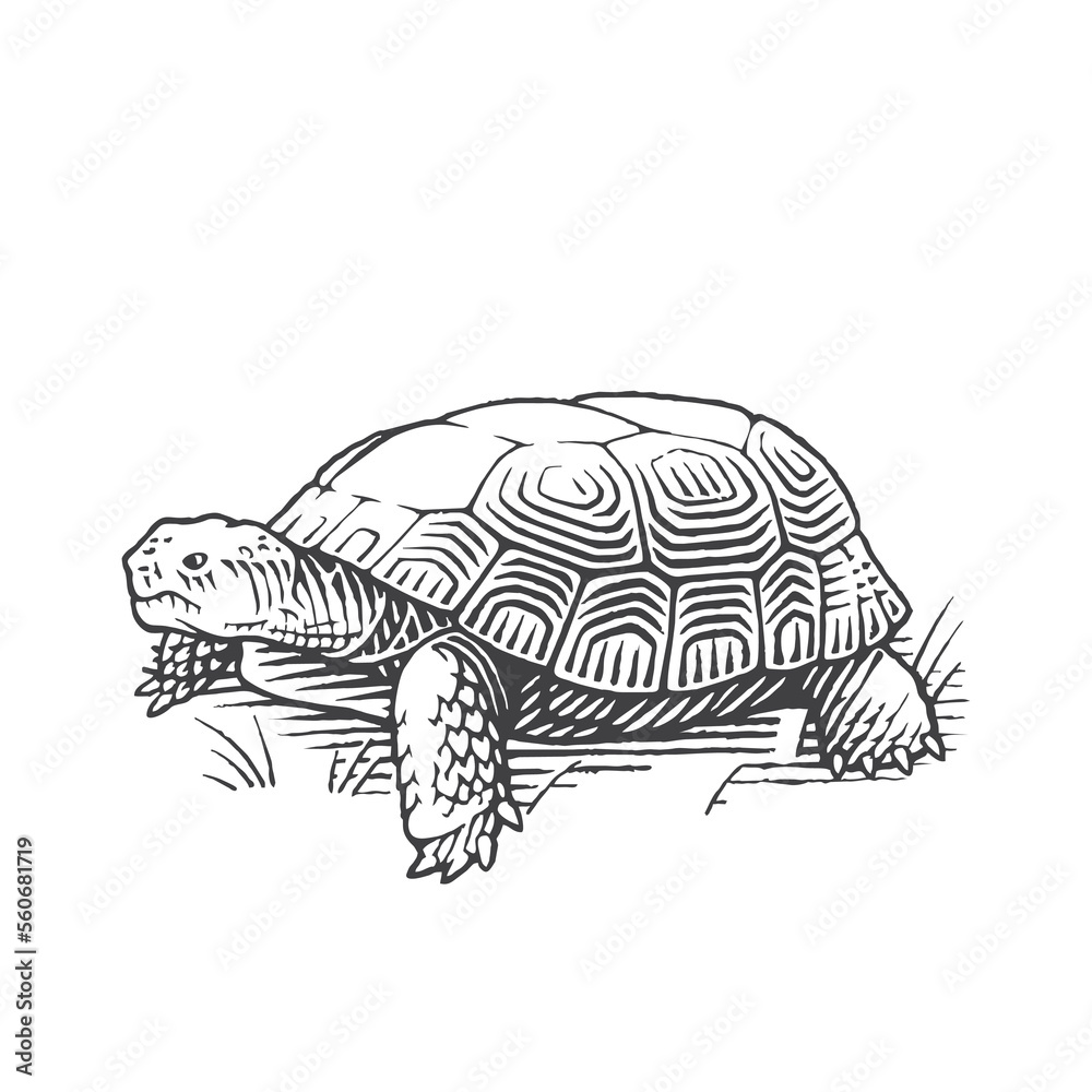 turtle illustration with hand drawing Stock Vector | Adobe Stock