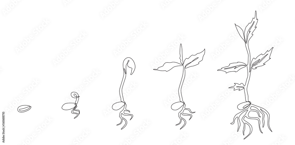 Seedlings Growing Outline
