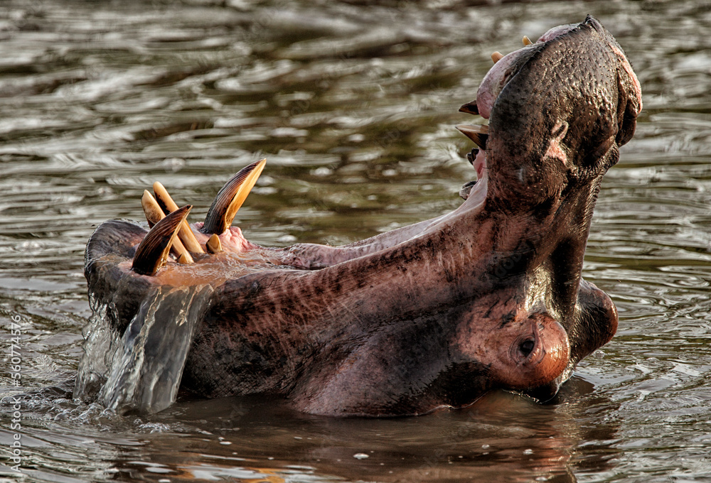 Hippo -Hippopotamus amphibius- Democratic Republic of Congo Garamba ...