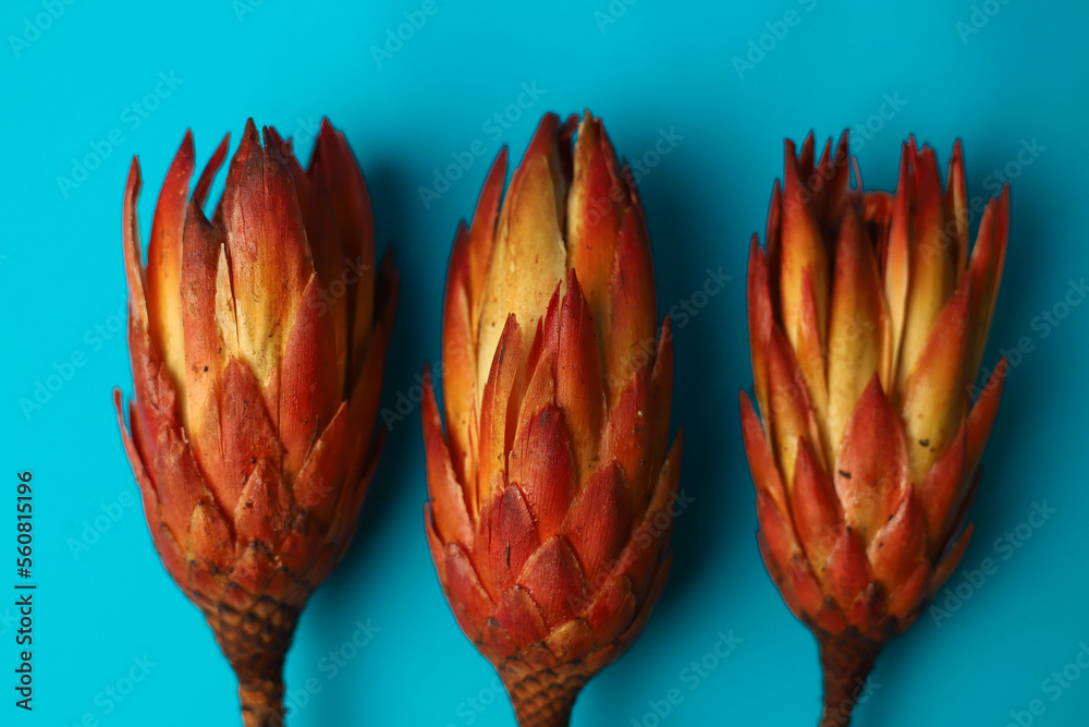 exotic noble flower Protea is the national symbol of the Republic of ...