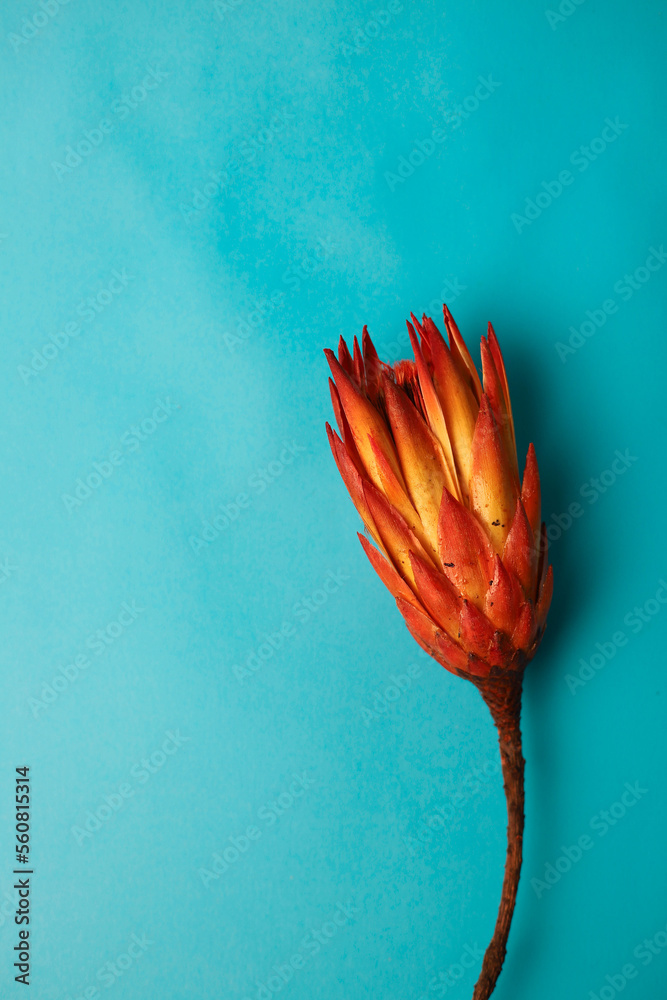 exotic noble flower Protea is the national symbol of the Republic of ...