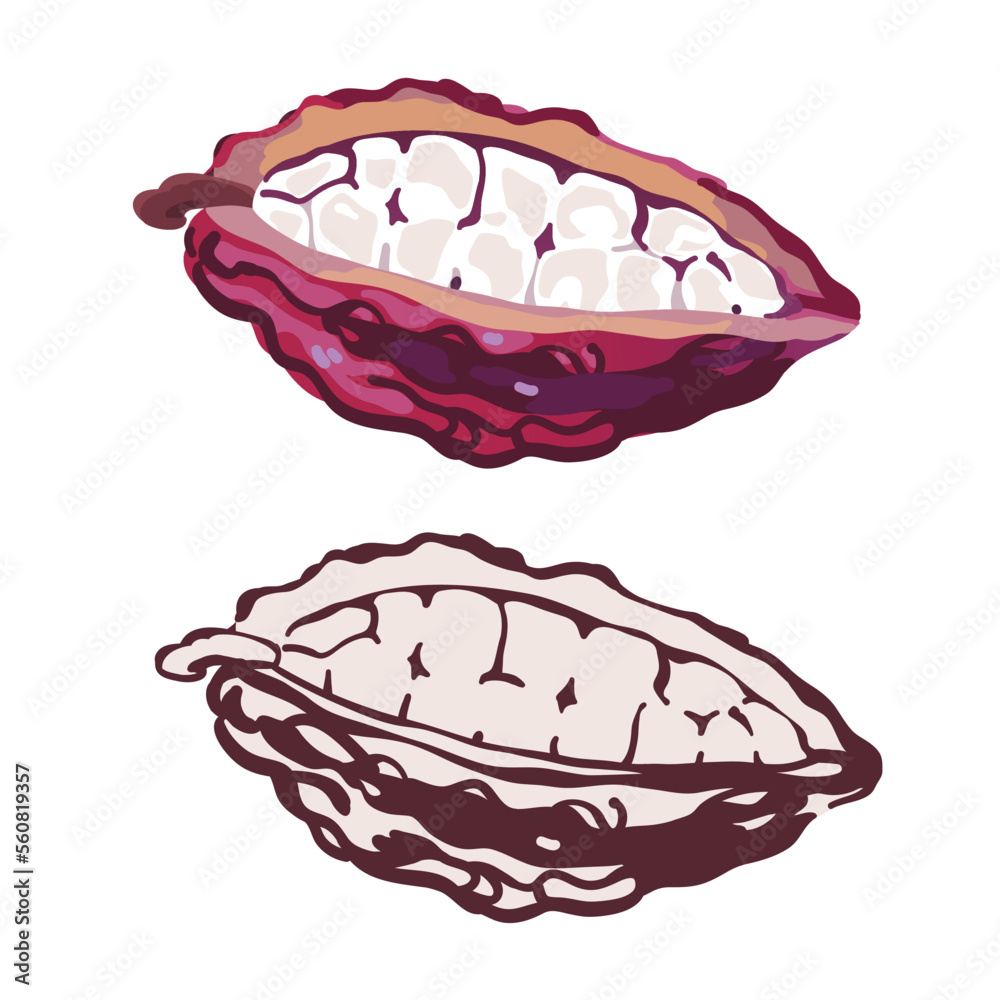 Cocoa beans with raw beans. Colorful illustration and icon isolated on ...