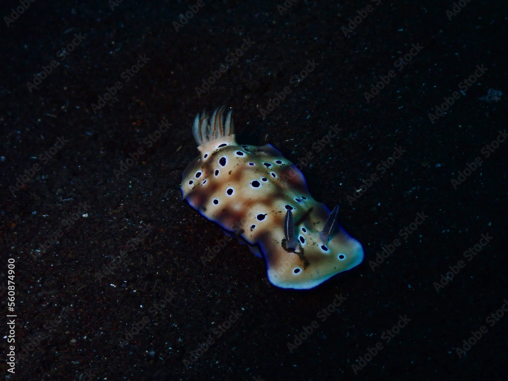 Nudibranch found at Tulamben Island. Nudibranchs are a group of soft ...