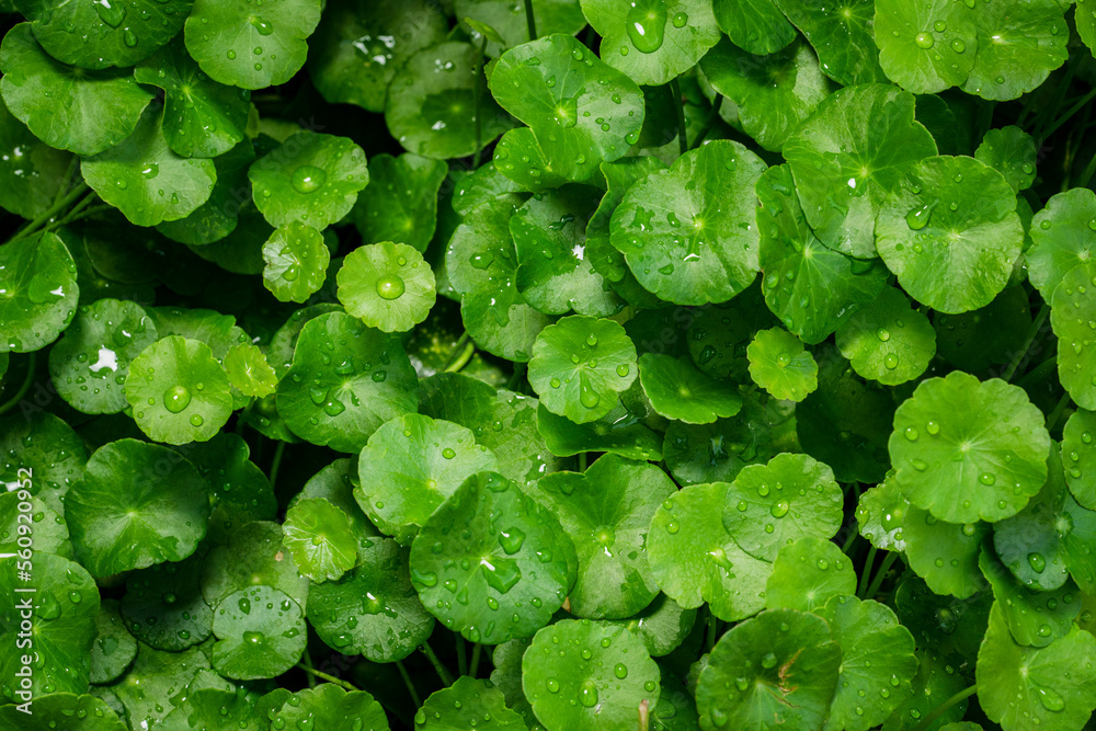 Beautiful background of Centella asiatica, Herbal medicine leaves of ...
