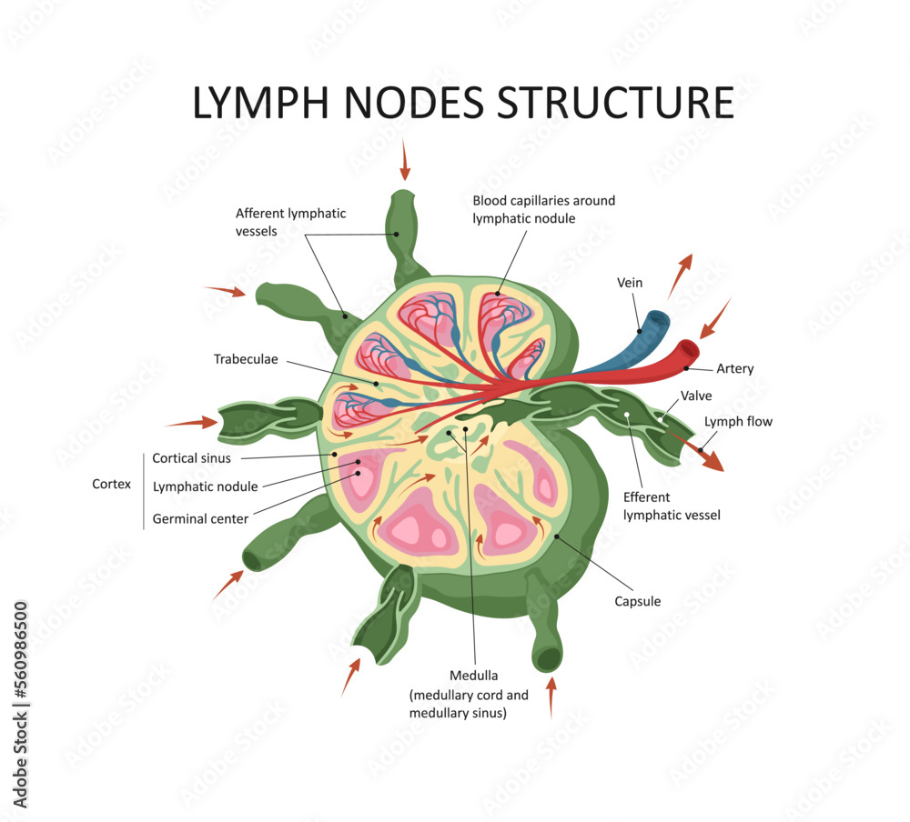 Lymph node structure medical educational science vector illustration ...