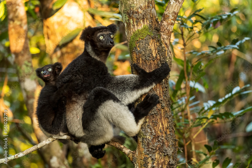 Indri - Indri indri, rain forest Madagascar east coast, Cute primate ...