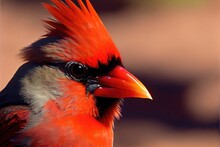 Cardinal Portrait Free Stock Photo - Public Domain Pictures