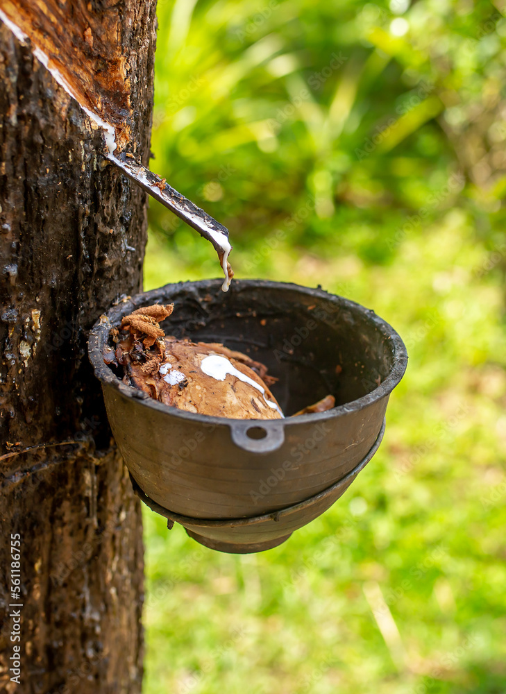 Milky latex extracted from the rubber tree Hevea Brasiliensis as a ...