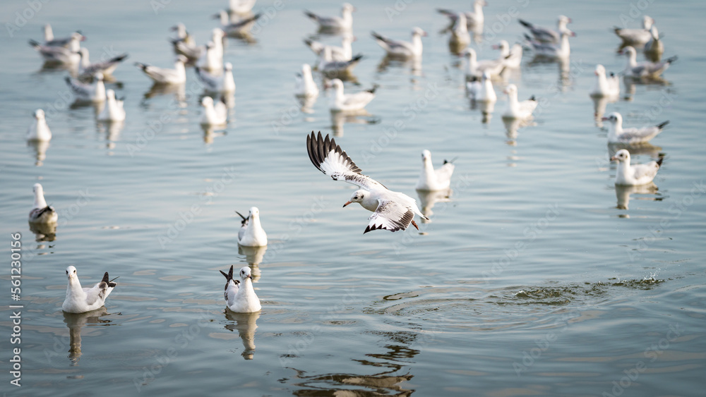 Wildlife, Larus Charadriiformes or White Seagull on sea, flying soaring ...