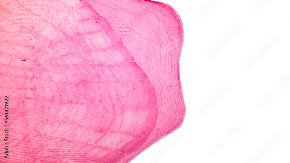 Structure of scales fish. Fish scale under a microscope. Goldfish ...