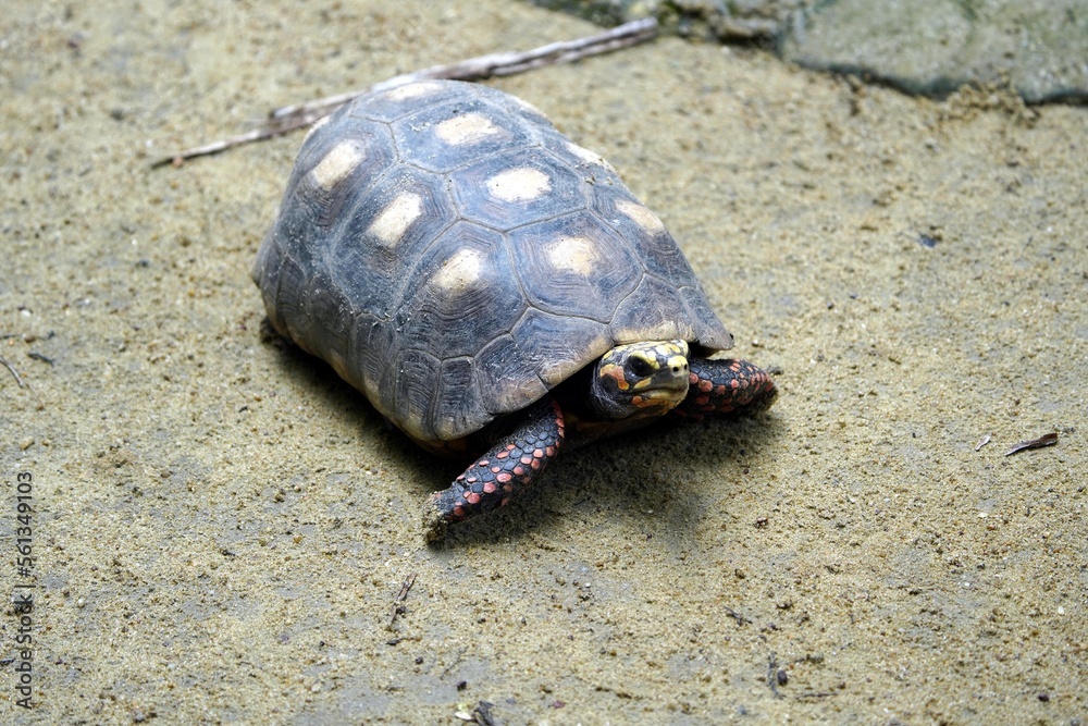 Tortoise (Chelonoidis denticulata) is one of two species of tortoise or ...