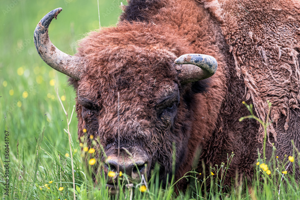 Orseg open air and buffalo reserve in a big national park This is the ...