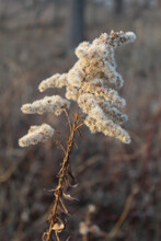 Goldenrod Wildflower In Winter Free Stock Photo - Public Domain Pictures