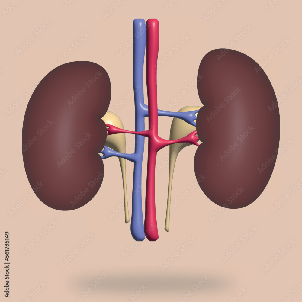 3d rendering human kidneys anatomy model Stock Vector | Adobe Stock