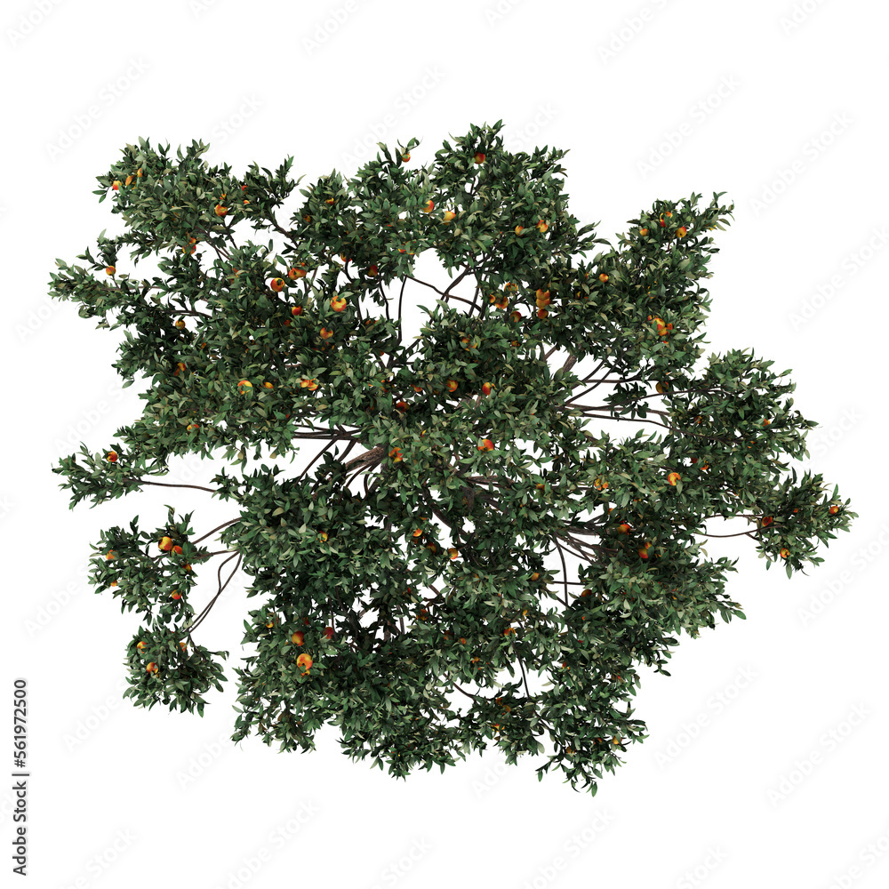 Apple tree top view isolated PNG transparent background, for ...
