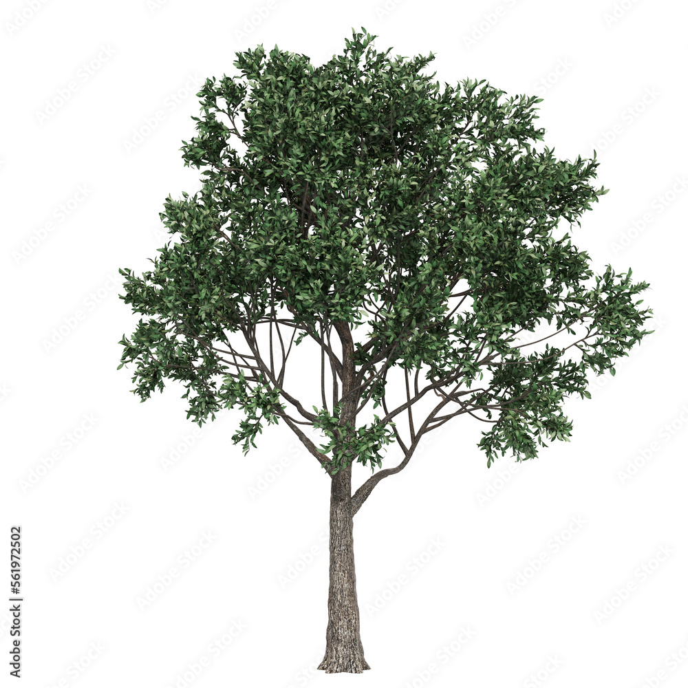 Apple tree no apple isolated PNG transparent background, for ...