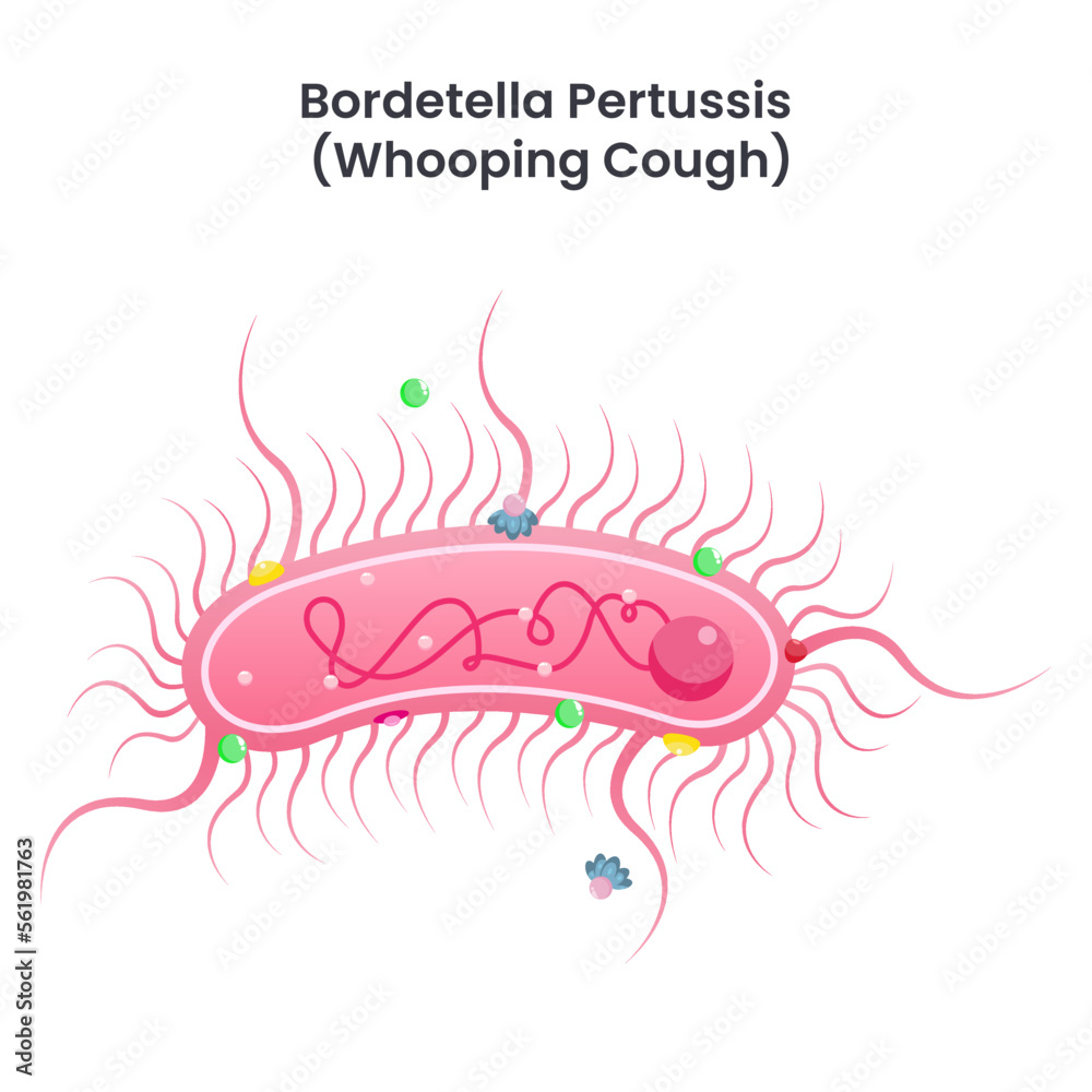 Bordetella pertussis whooping cough bacteria science education ... Bordetella pertussis whooping cough bacteria science education ...