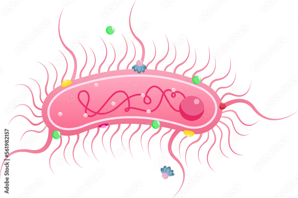 Bordetella pertussis whooping cough bacteria science education ...