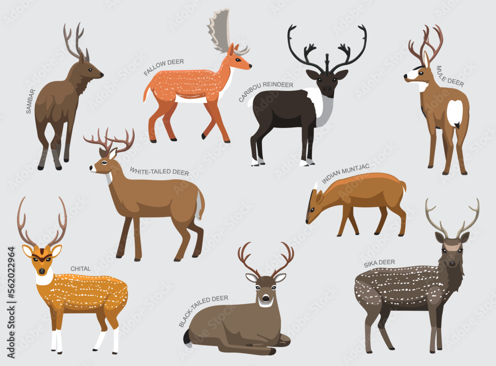 Various Deer Breeds With Names Set Various Kind Identify Cartoon Vector ...