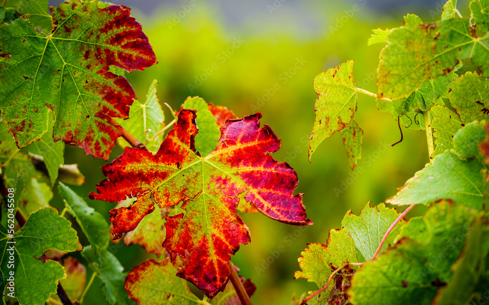 Red leaves on grape vines are caused by biotic (viruses, bacteria, and ...
