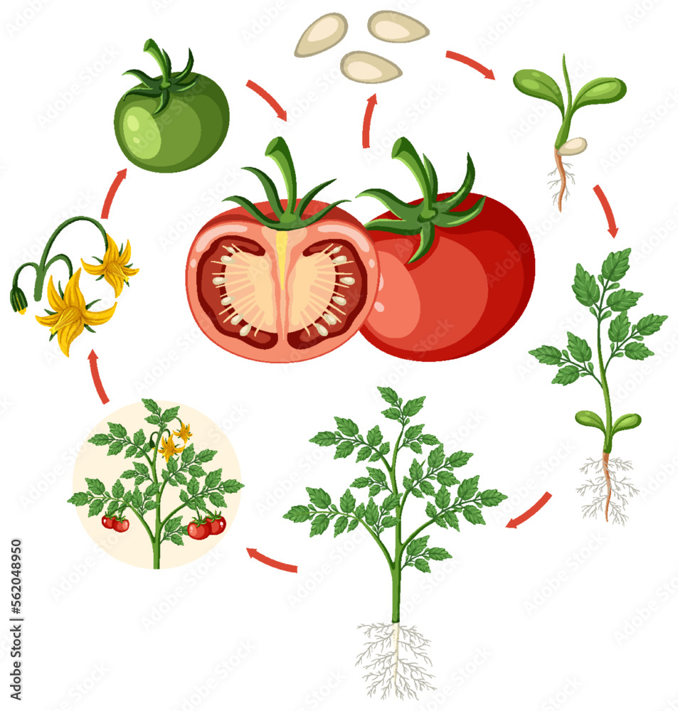 Life cycle of a tomato plant diagram Stock Vector | Adobe Stock