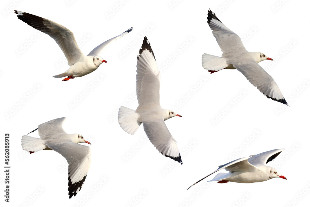 Beautiful seagulls flying isolated on transparent background png file ...