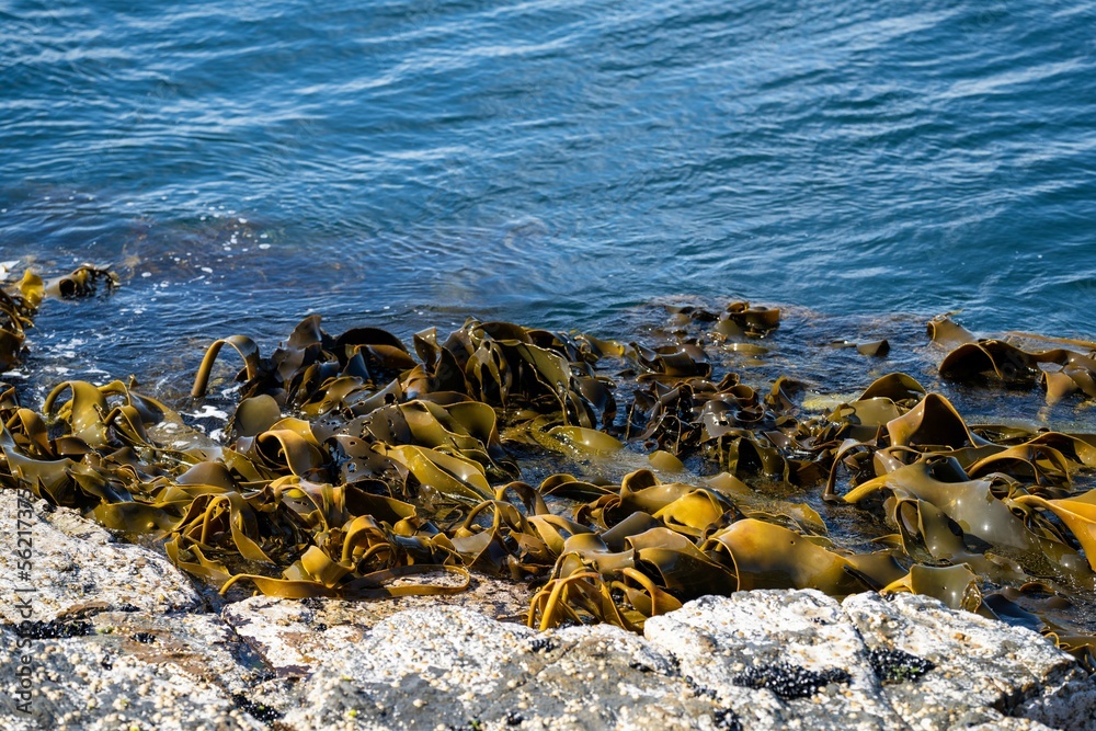 Seaweed and bull kelp growing on rocks in the ocean in australia. Waves ...