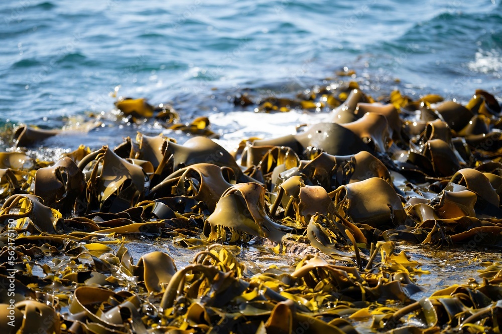 Seaweed and bull kelp growing on rocks in the ocean in australia. Waves ...