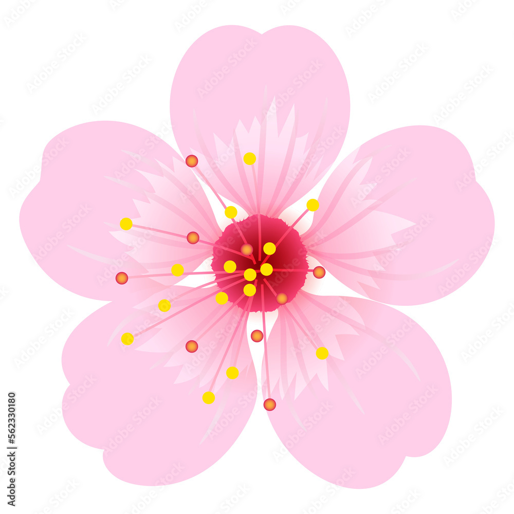 Cherry blossom flower illustration. Pink sakura flower on transparent ...