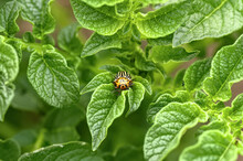 Tater Bug Free Stock Photo - Public Domain Pictures