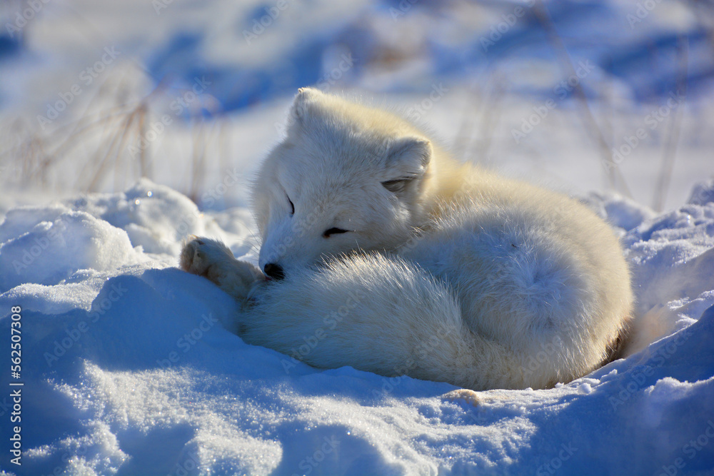 In winter arctic fox (Vulpes lagopus), also known as the white, polar ...