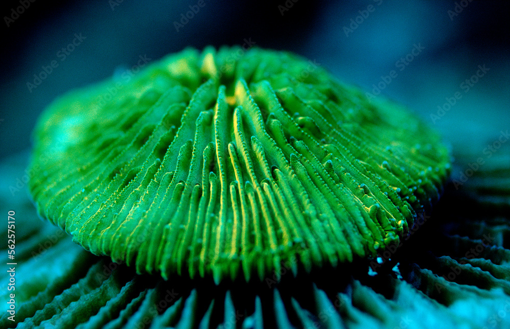 Fluoresce Mushroom coral, Coral fluorescenc, Ctenactis echinata ...
