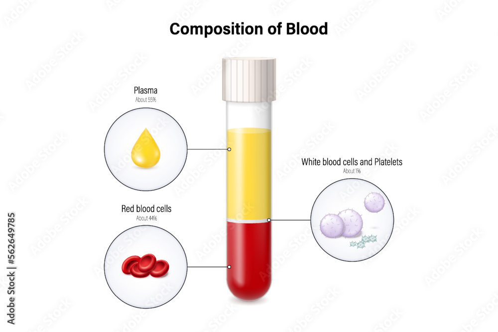 Diagram of blood composition vector. Plasma, red blood cells, white ...
